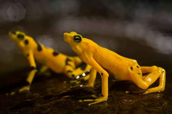 Op bezoek bij Amazonefotograaf en natuurbeschermer Guido Sterkendries