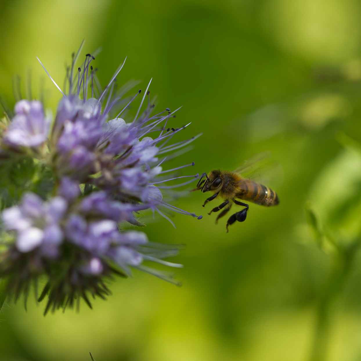 Biodiversiteit: de natuur opnieuw centraal stellen binnen de financiële ... Biodiversiteit: de natuur opnieuw centraal stellen binnen de financiële ...