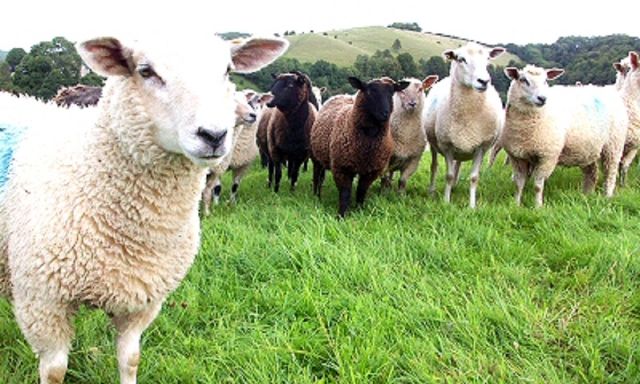 Stroud Slad and Slad Brook Farms | Banque Triodos